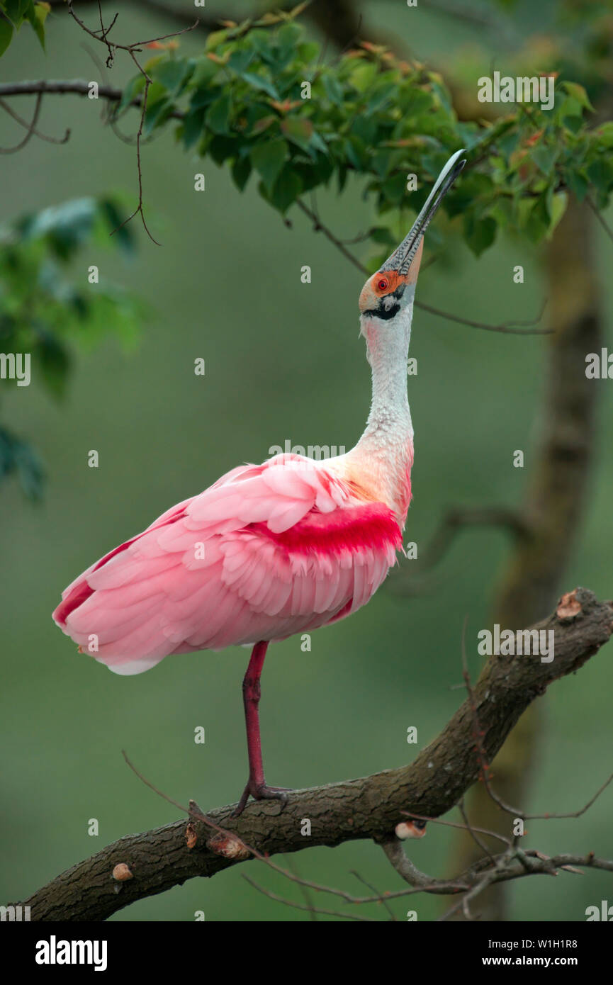 Red spoonbill hi-res stock photography and images - Alamy