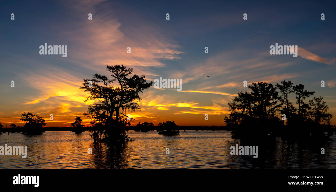Atchafalaya basin cypress swamp hi-res stock photography and images - Alamy