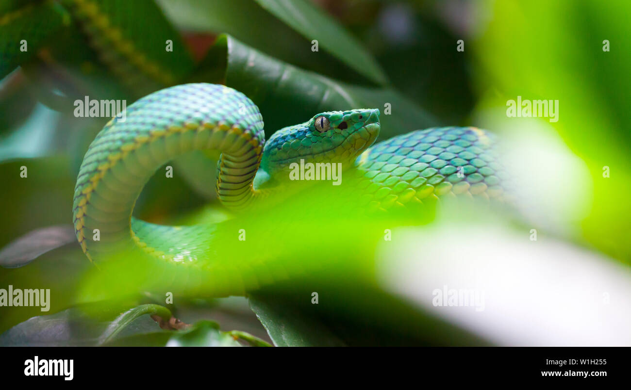 SIDE-STRIPED PALM-PITVIPEL - LORA VENENOSA (Bothriechis lateralis ...