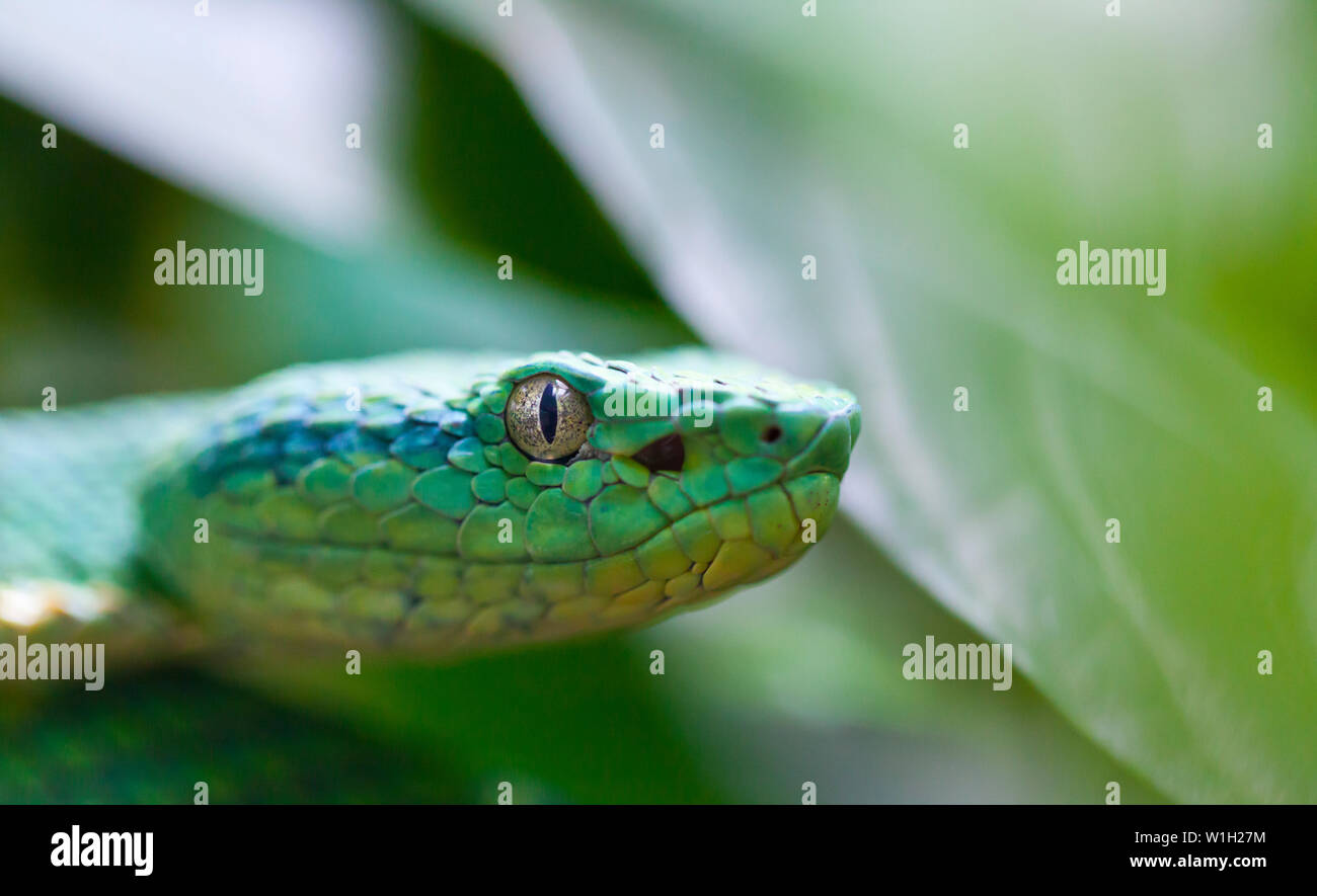 SIDE-STRIPED PALM-PITVIPEL - LORA VENENOSA (Bothriechis lateralis ...