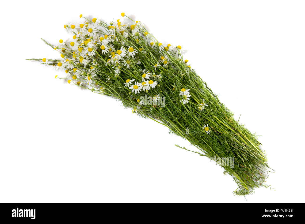 Camomile plant hi-res stock photography and images - Alamy