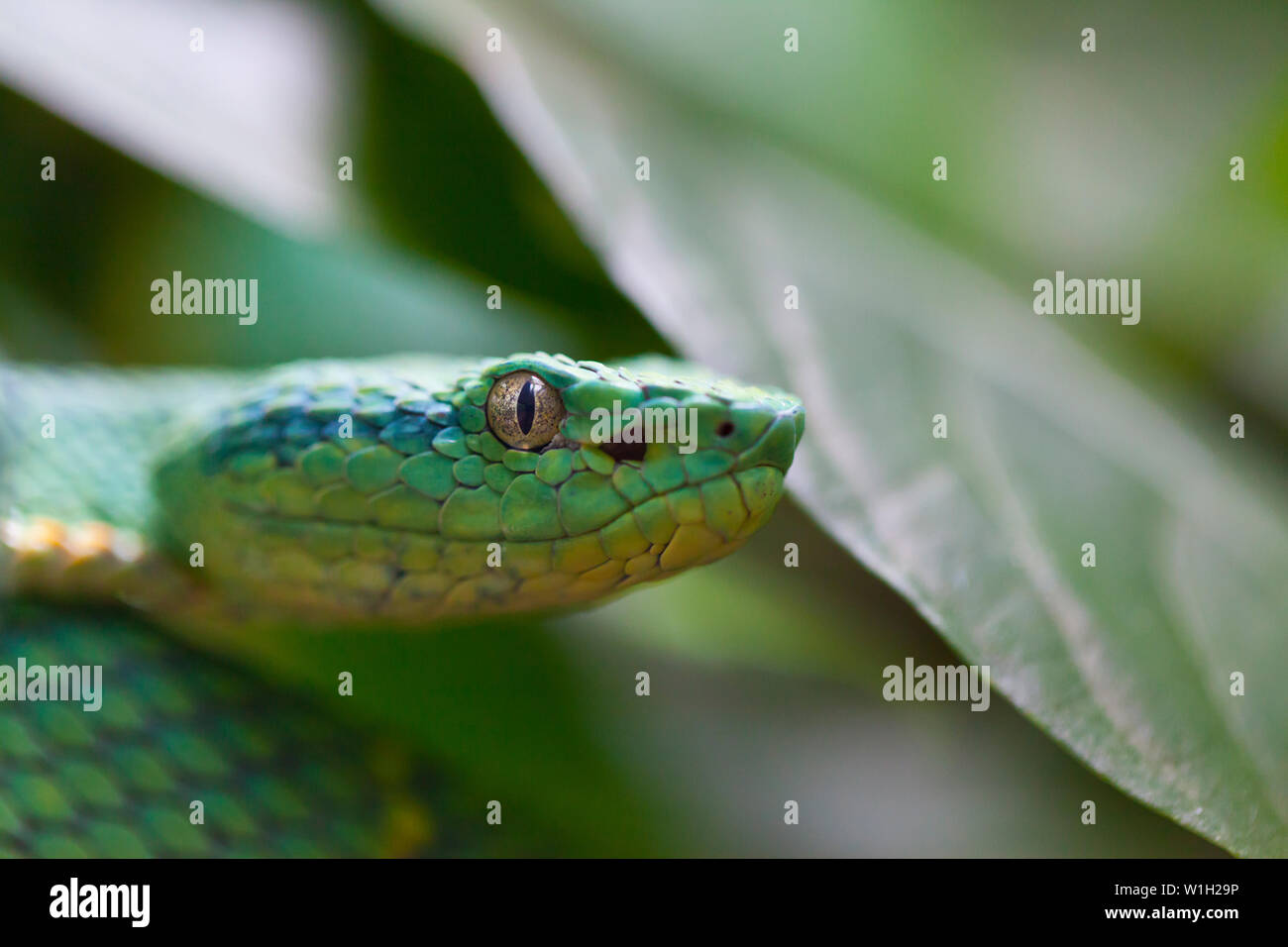 SIDE-STRIPED PALM-PITVIPEL - LORA VENENOSA (Bothriechis lateralis ...