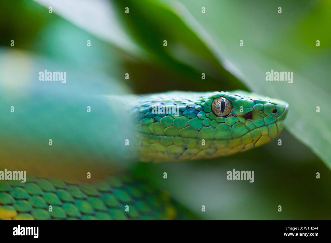 SIDE-STRIPED PALM-PITVIPEL - LORA VENENOSA (Bothriechis lateralis ...