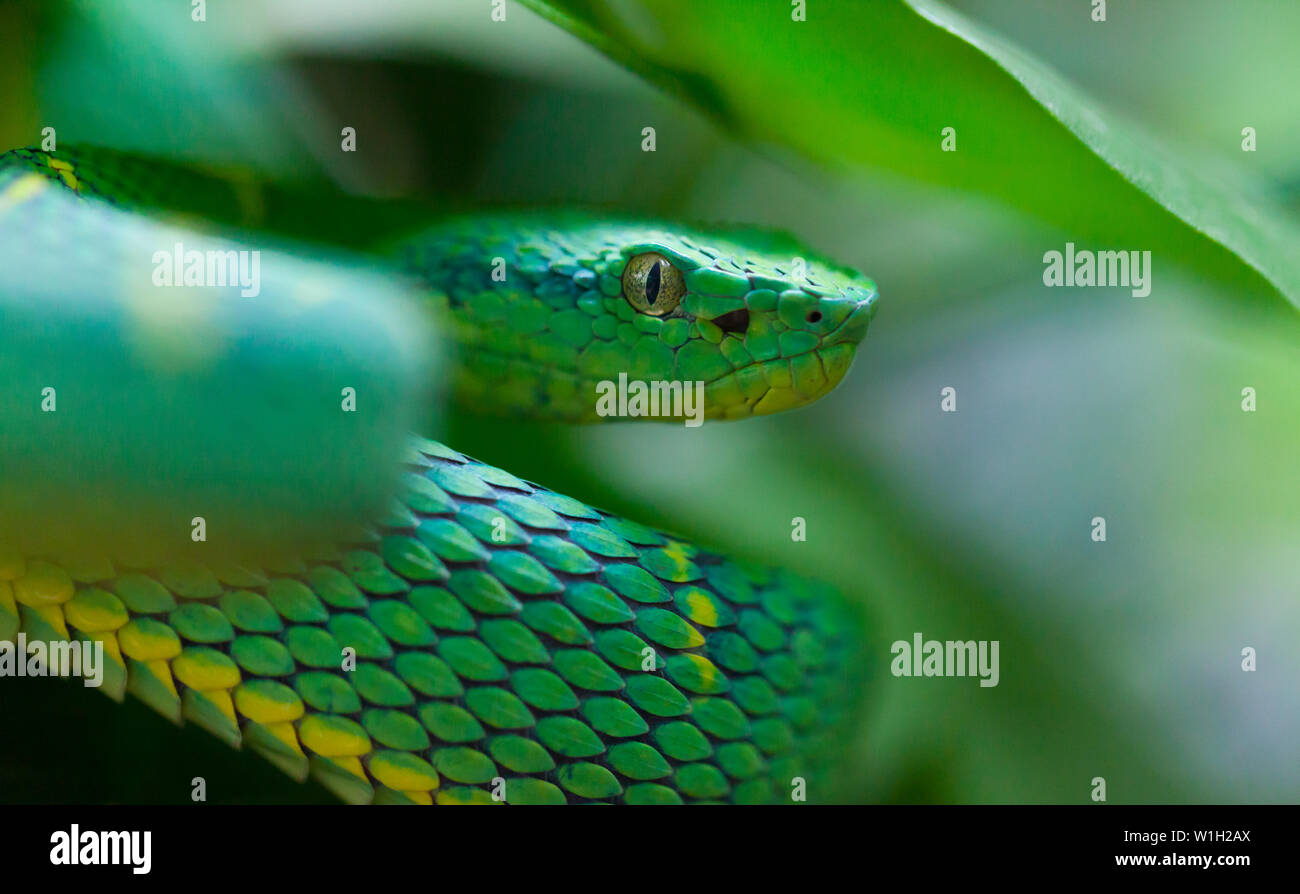 SIDE-STRIPED PALM-PITVIPEL - LORA VENENOSA (Bothriechis lateralis ...