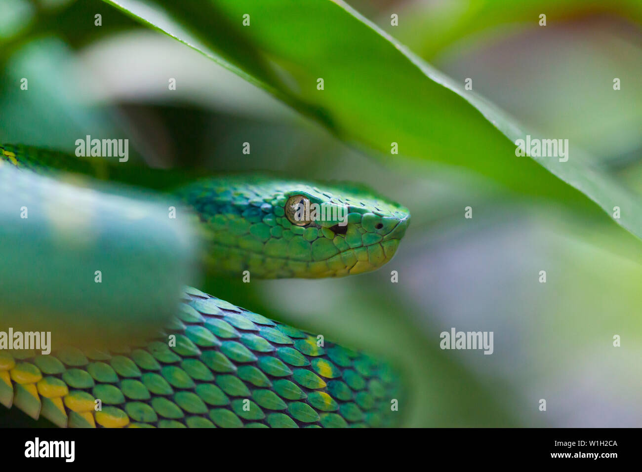 SIDE-STRIPED PALM-PITVIPEL - LORA VENENOSA (Bothriechis lateralis ...