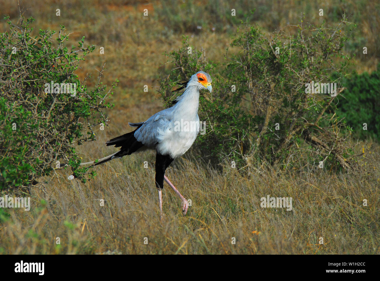 Safari movement hi-res stock photography and images - Alamy