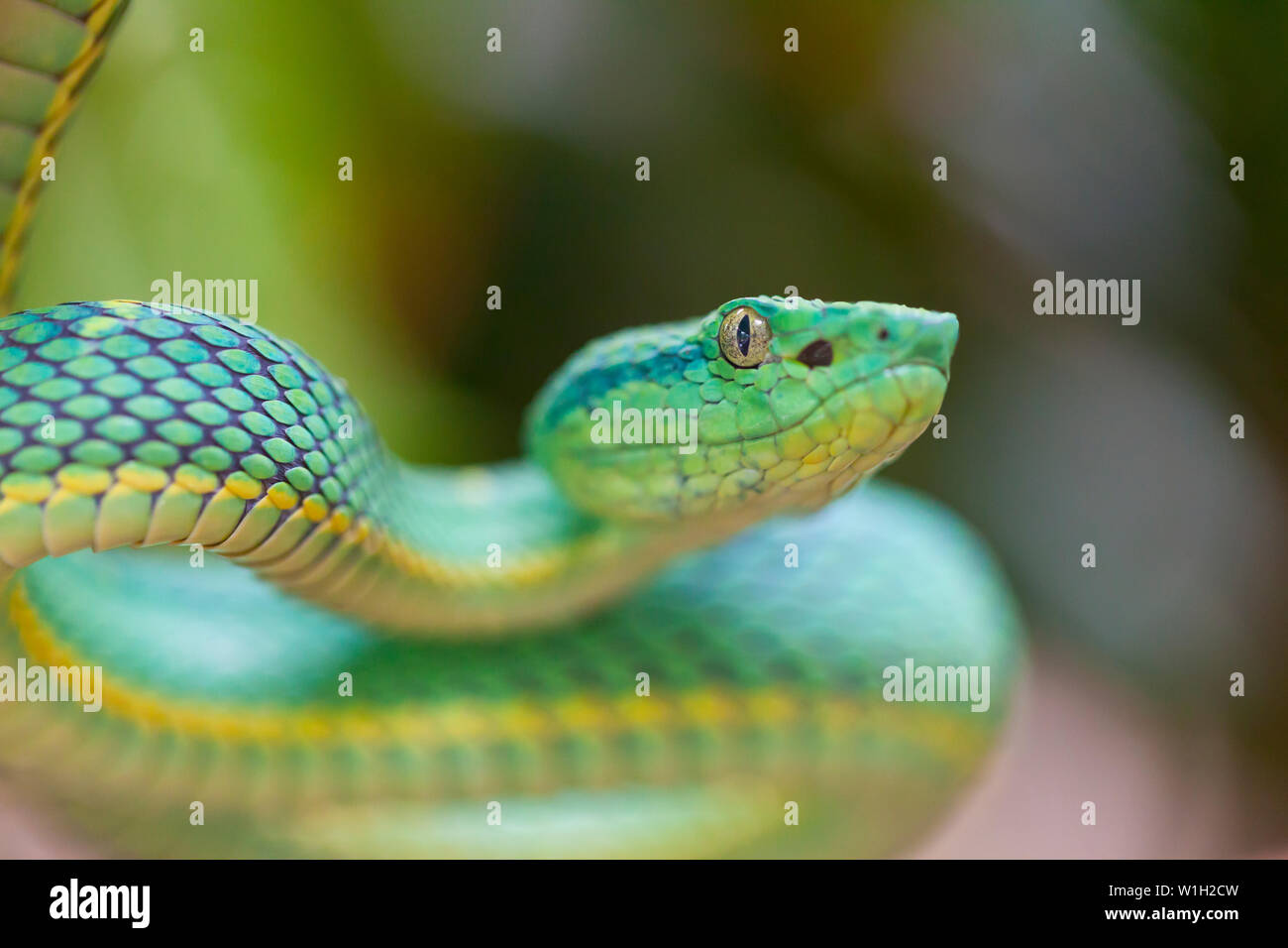 SIDE-STRIPED PALM-PITVIPEL - LORA VENENOSA (Bothriechis lateralis ...