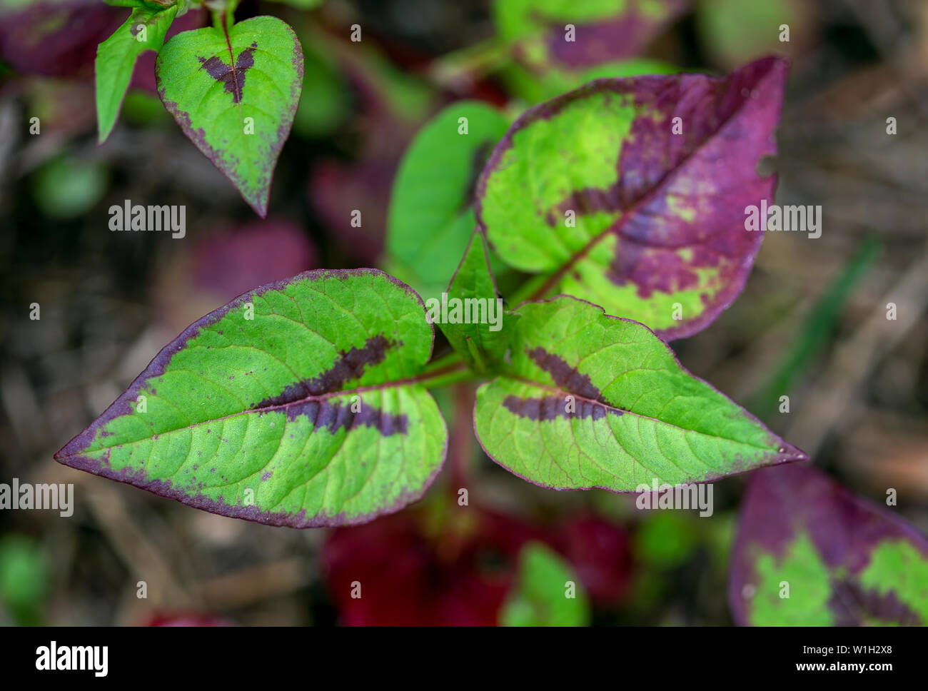 Close -up photography of the leaves of the red dragon plant. Captured ...