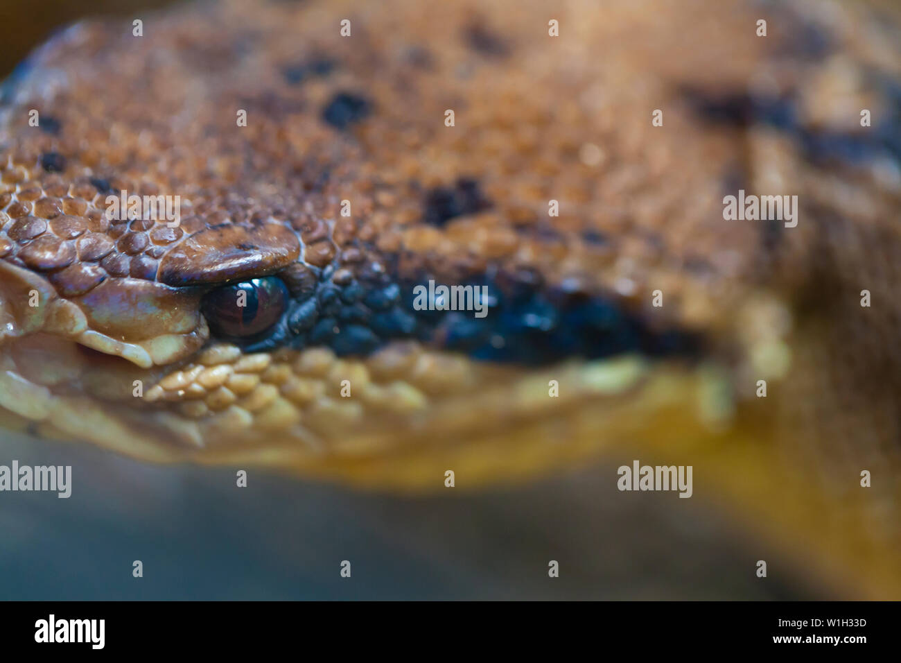 Central american bushmaster matabuey hi-res stock photography and ...