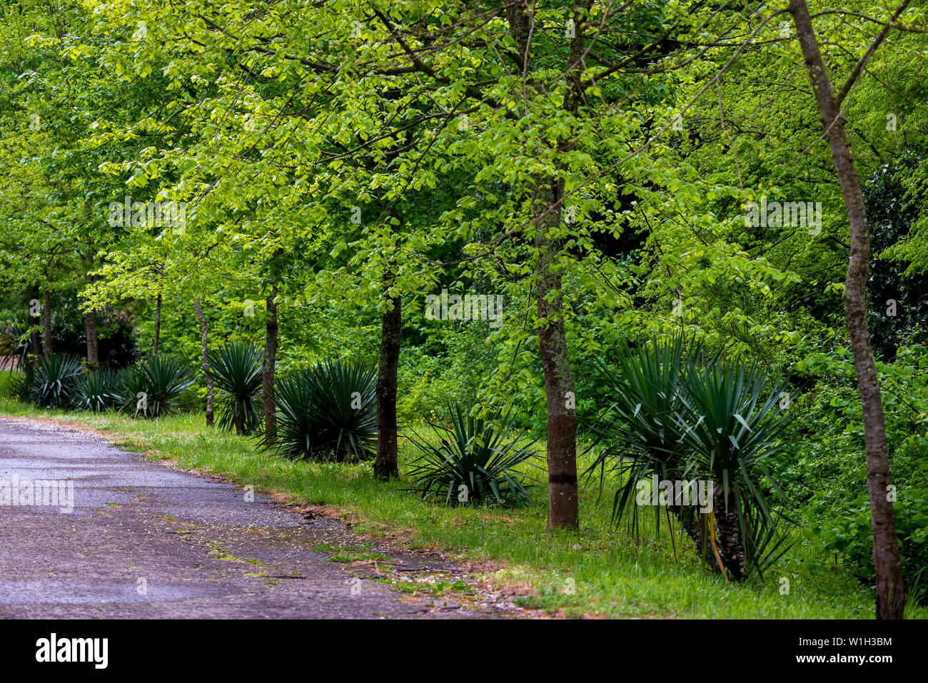 Row of evergreen bushes and a path in beautiful park with geometric ...