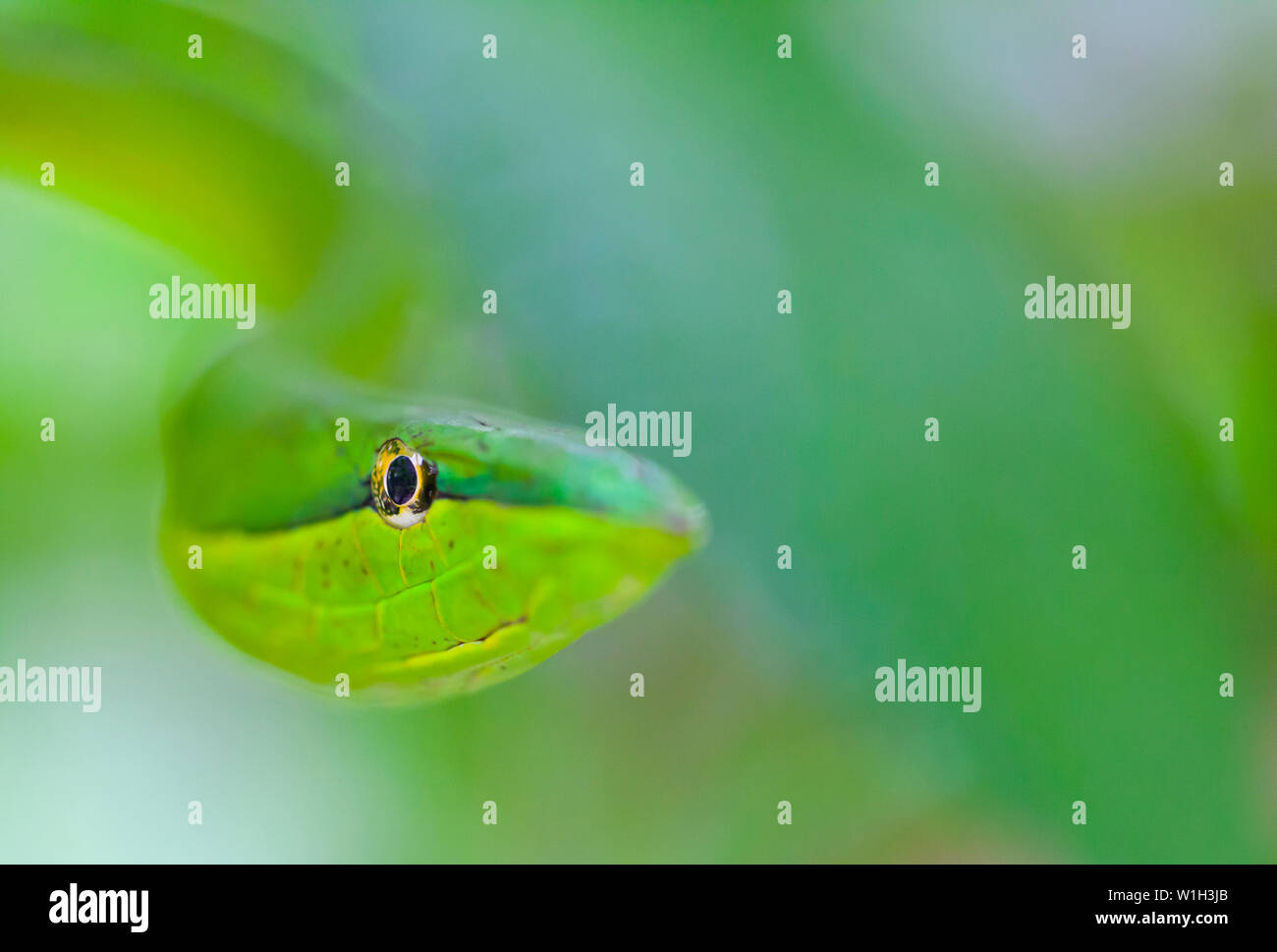 Green vine snake oxybelis fulgidus hi-res stock photography and images ...