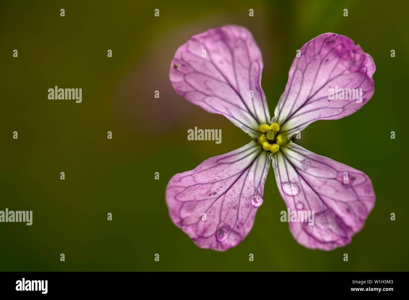 Radish flower hi-res stock photography and images - Alamy