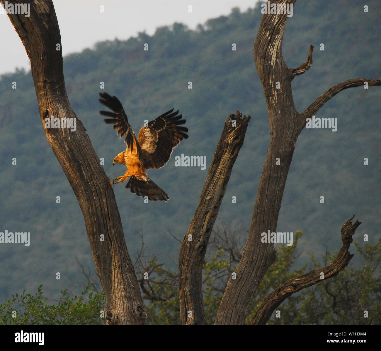 Black spread eagle hi-res stock photography and images - Alamy