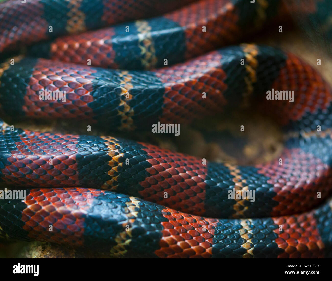 Serpiente de costa rica hi-res stock photography and images - Alamy