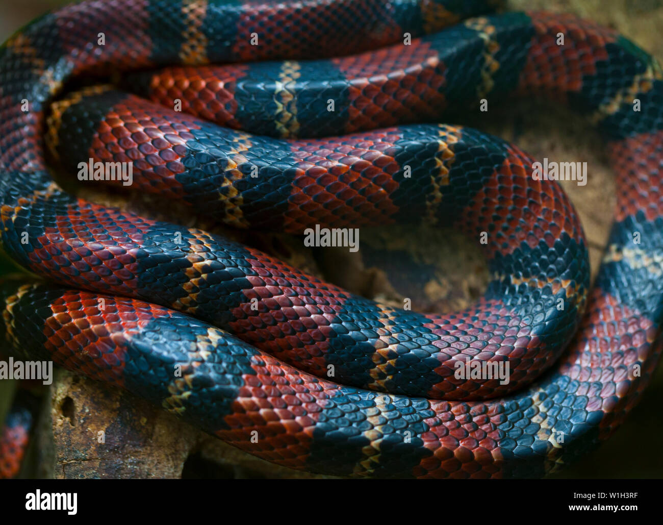 Serpiente de costa rica hi-res stock photography and images - Alamy