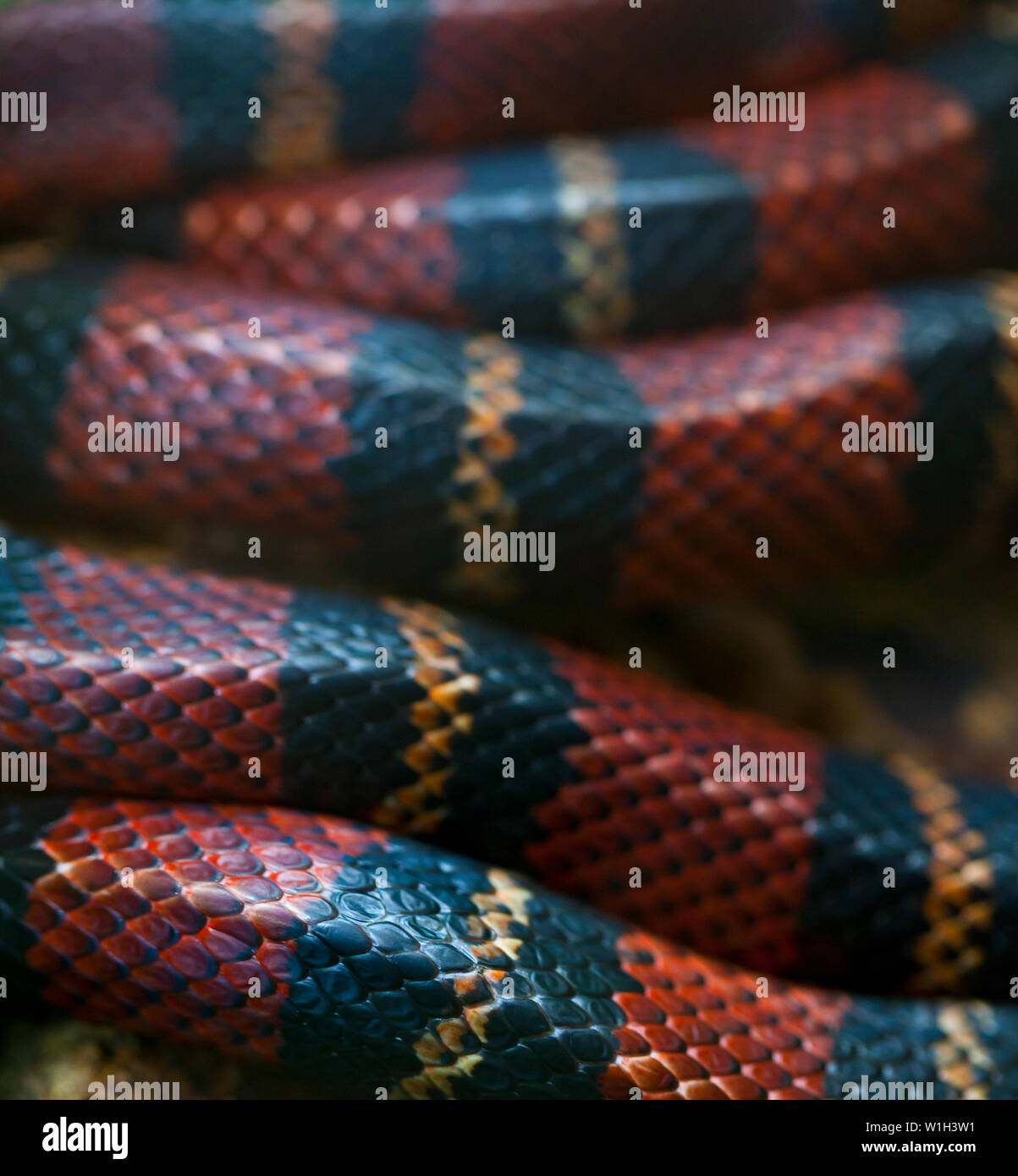 Serpiente de costa rica hi-res stock photography and images - Alamy