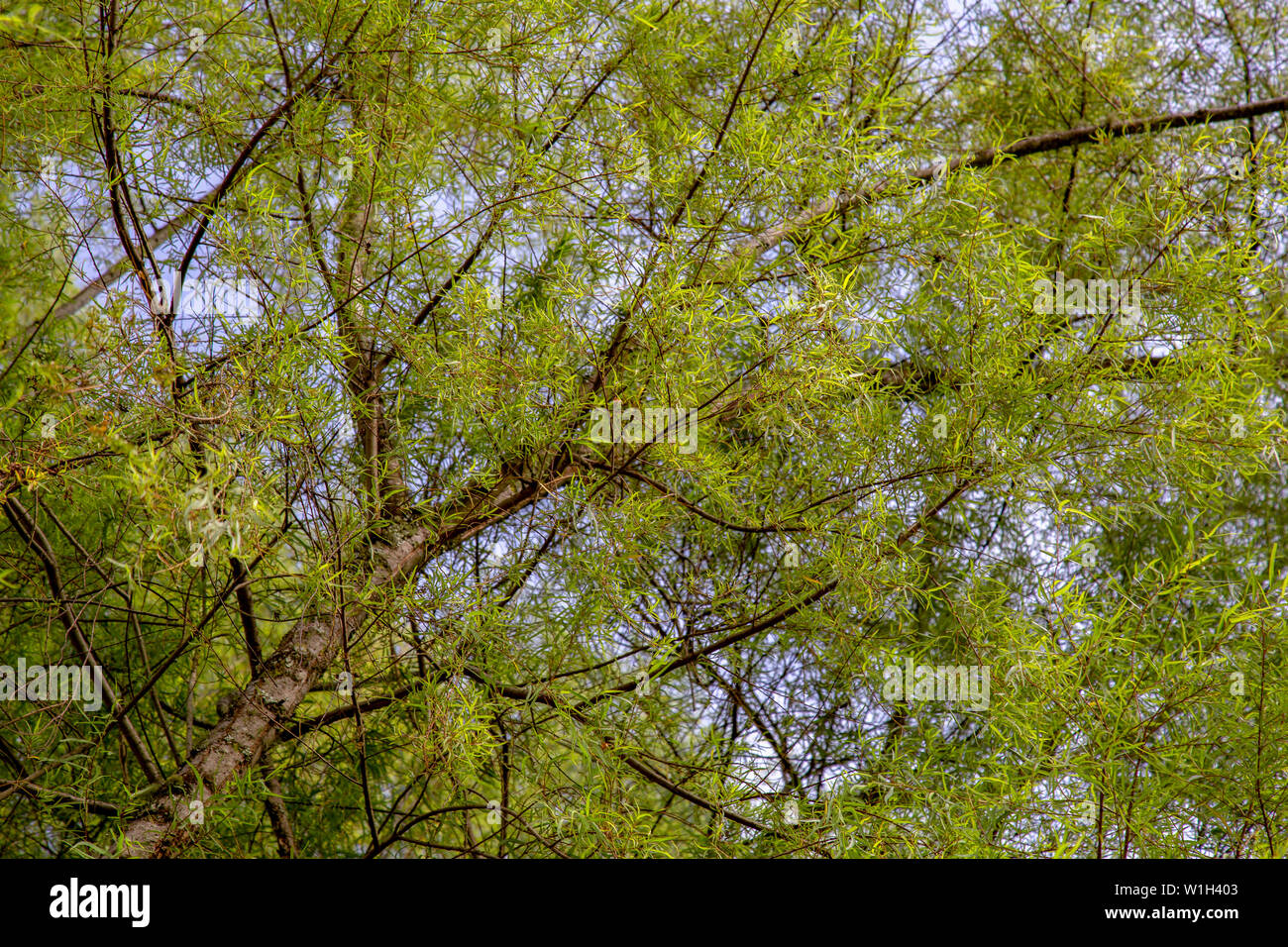 Canopy Colombia High Resolution Stock Photography and Images - Alamy
