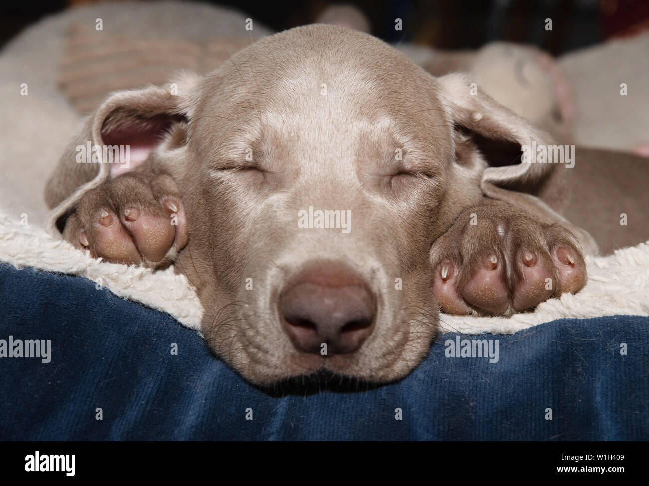 Head between paws hi-res stock photography and images - Alamy