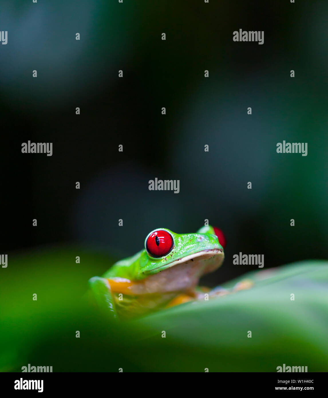 RED-EYE TREEFROG - RANA VERDE DE OJOS ROJOS (Agalychnis callidryas ...