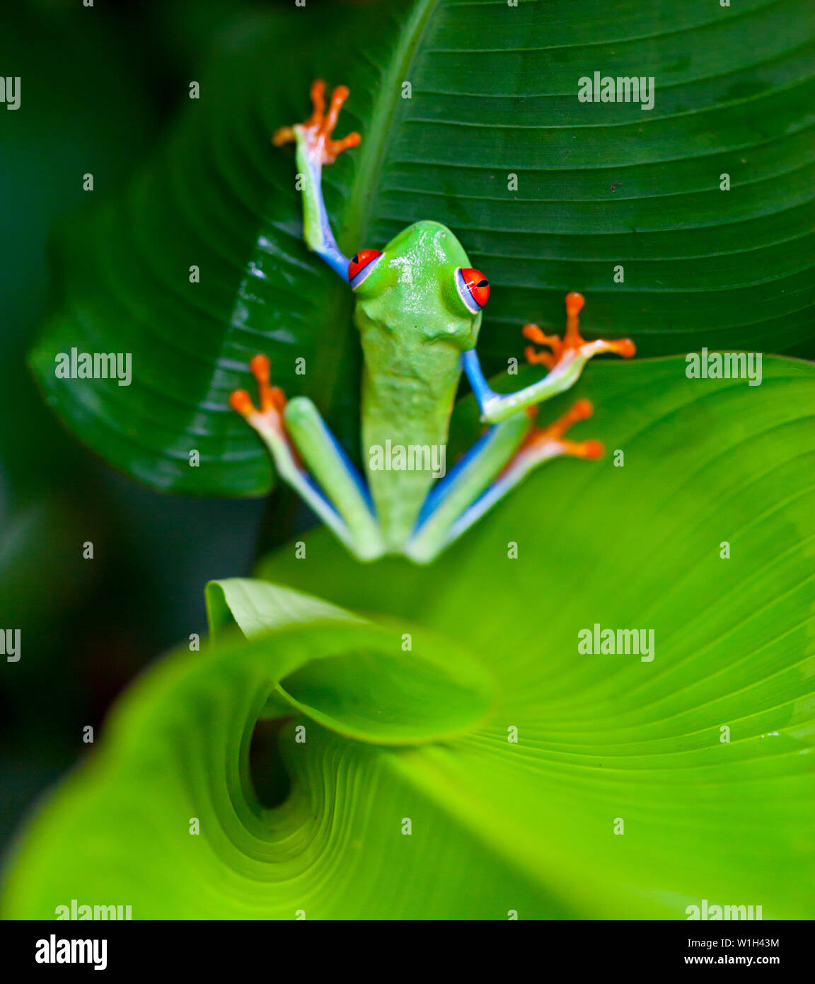RED-EYE TREEFROG - RANA VERDE DE OJOS ROJOS (Agalychnis callidryas ...
