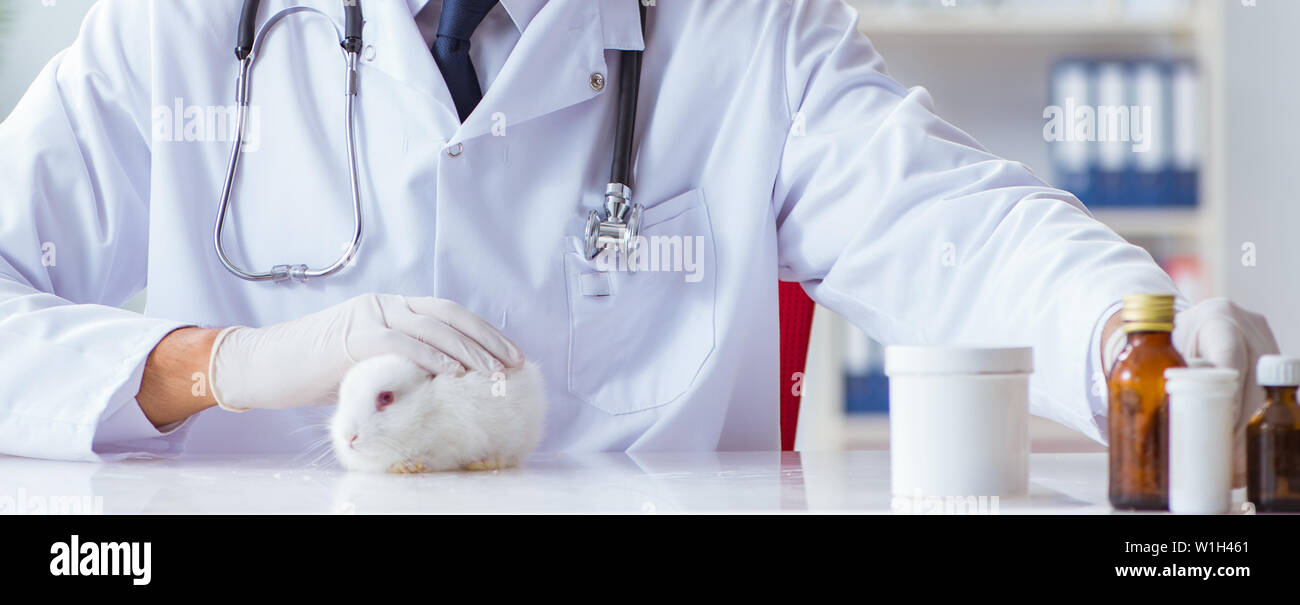 Vet doctor examining rabbit in pet hospital Stock Photo - Alamy