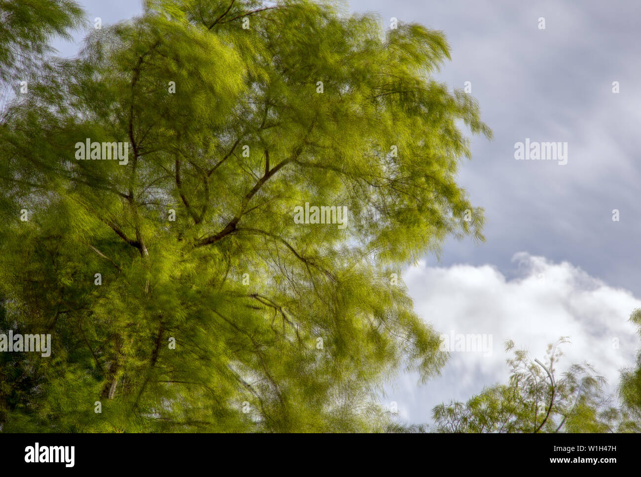 Multiple exposure of the canopy of a willow tree being blown by strong ...