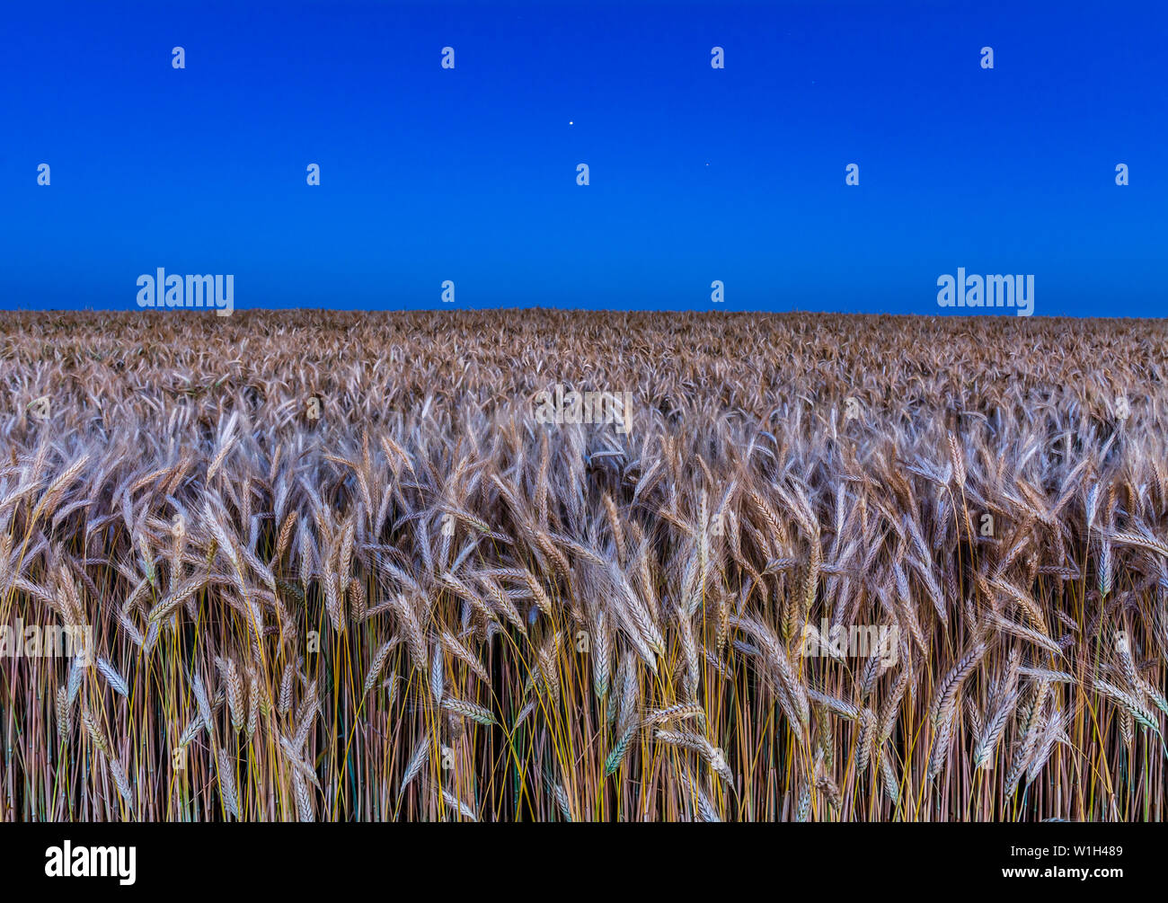 Blue field of white stars hi-res stock photography and images - Alamy