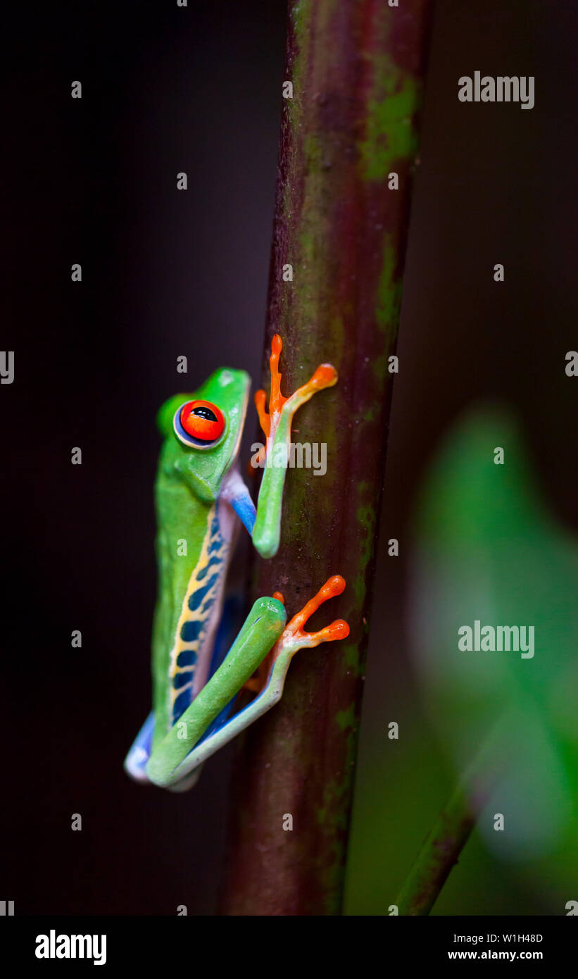 RED-EYE TREEFROG - RANA VERDE DE OJOS ROJOS (Agalychnis callidryas ...