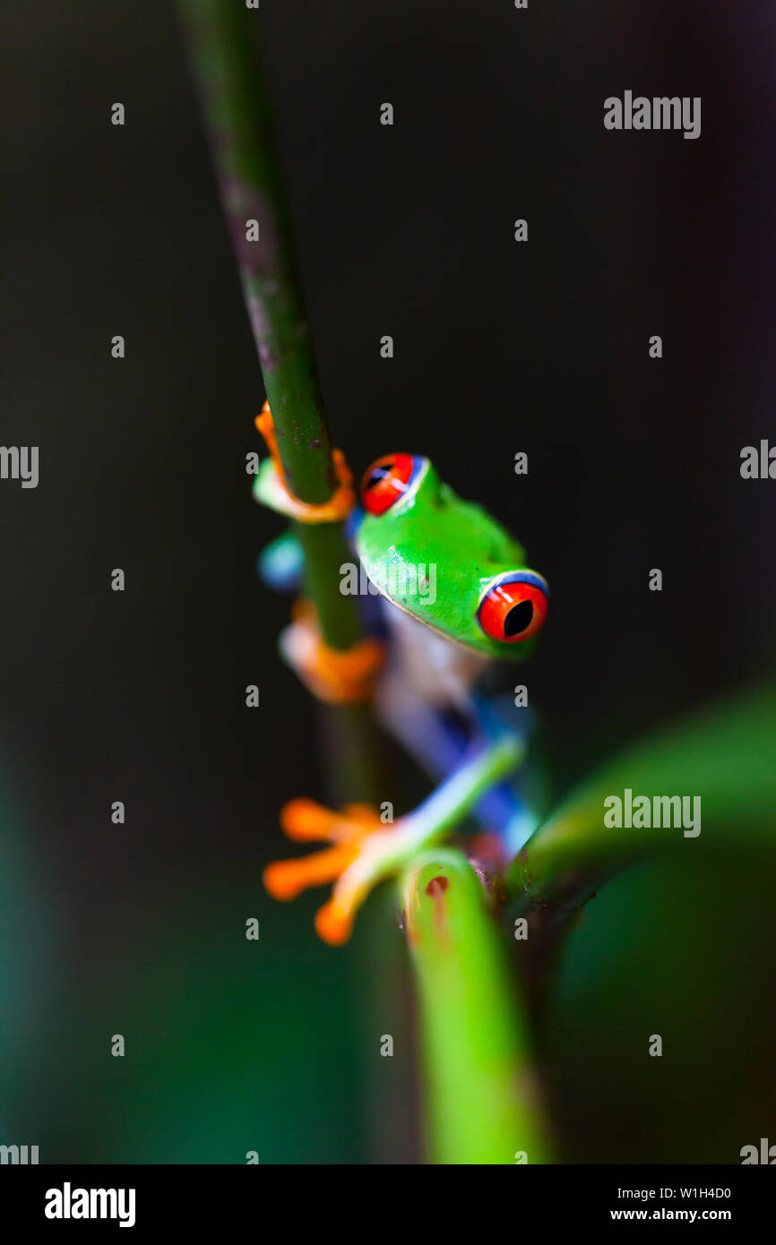 RED-EYE TREEFROG - RANA VERDE DE OJOS ROJOS (Agalychnis callidryas ...