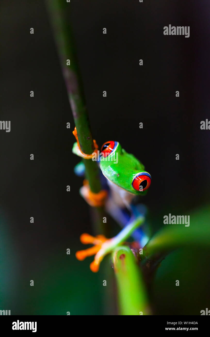 RED-EYE TREEFROG - RANA VERDE DE OJOS ROJOS (Agalychnis callidryas ...