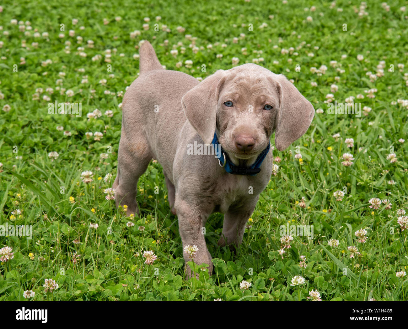 Adorable Weimaraner puppy with wet splashes on his chest standing in ...