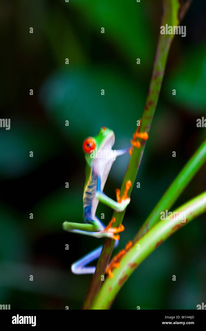 Red eyed treefrog rana verde de ojos rojos hi-res stock photography and ...