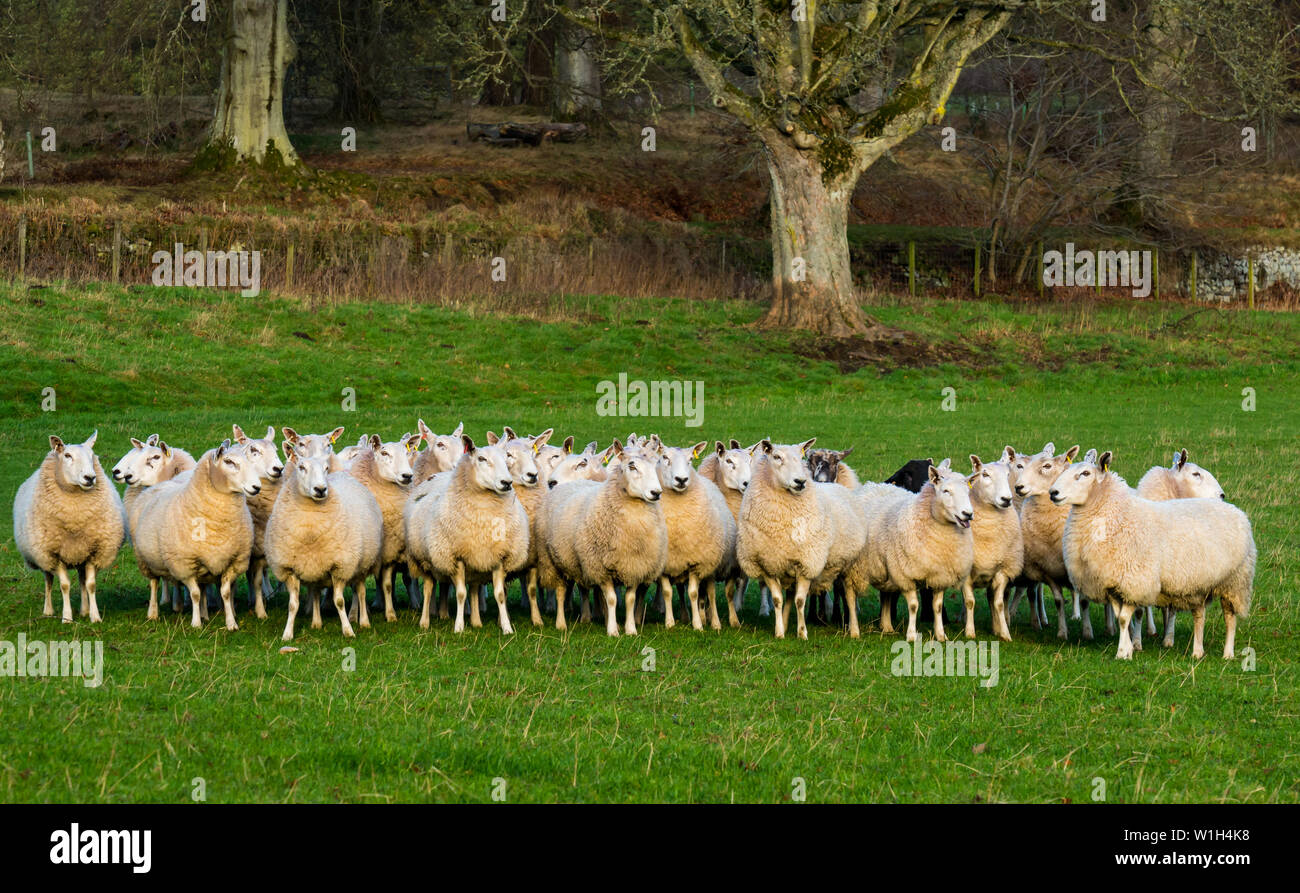 Sheep huddle hi-res stock photography and images - Alamy