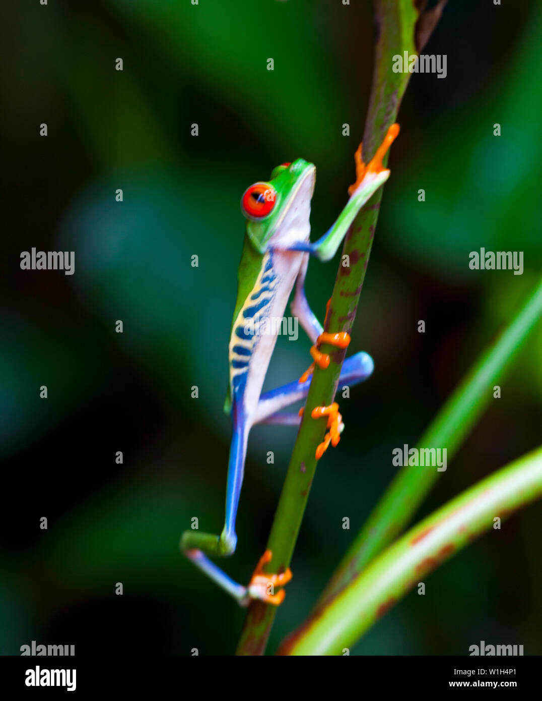 RED-EYE TREEFROG - RANA VERDE DE OJOS ROJOS (Agalychnis callidryas ...