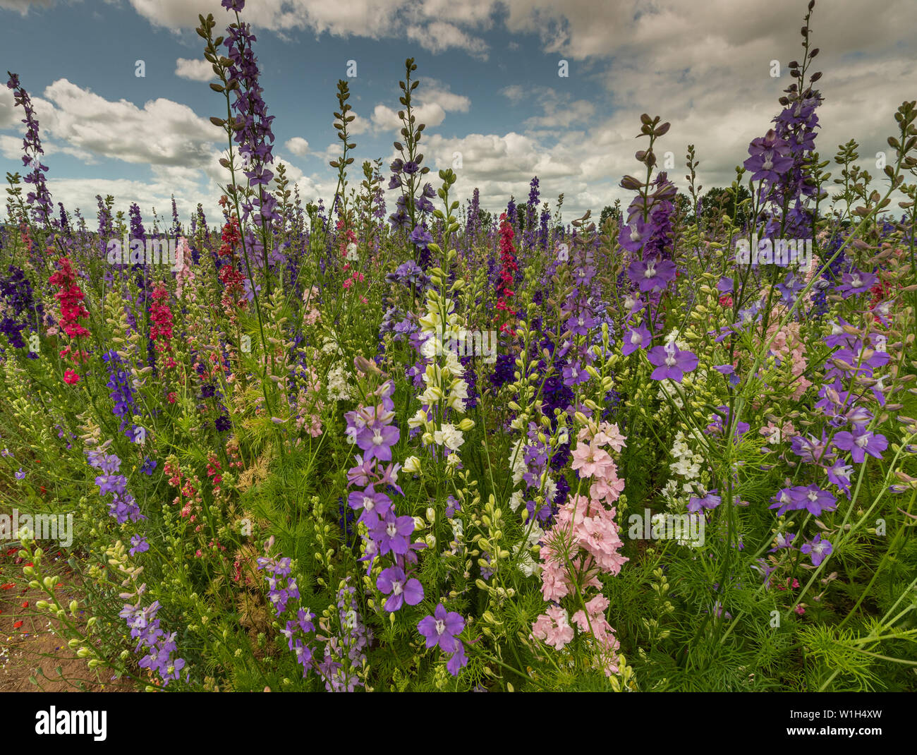 Colourful Delphiniums in a field in the countryside in Wick ...
