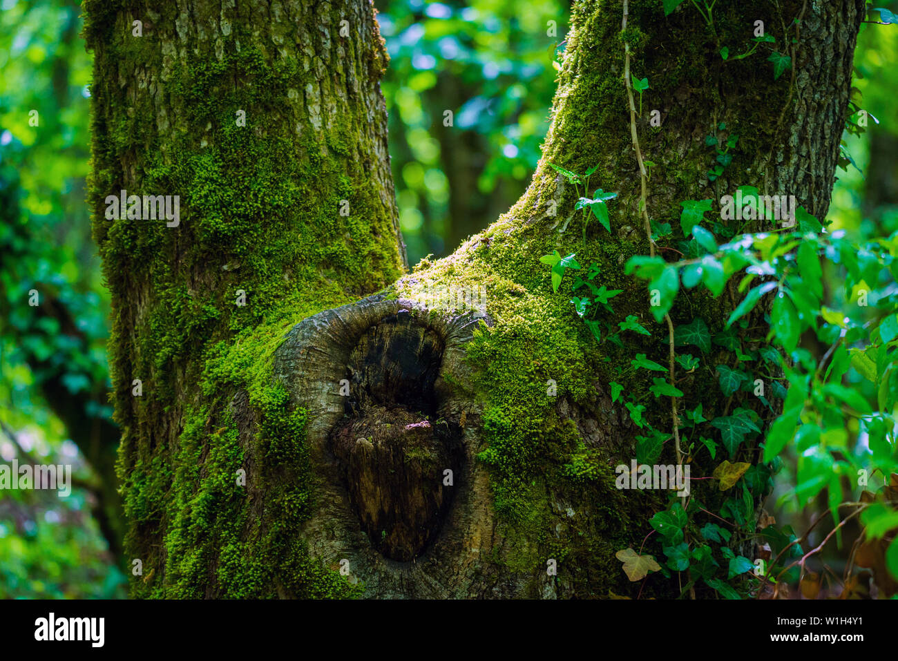 Surreal fairytale fine art spooky fantasy color outdoor image of old ...