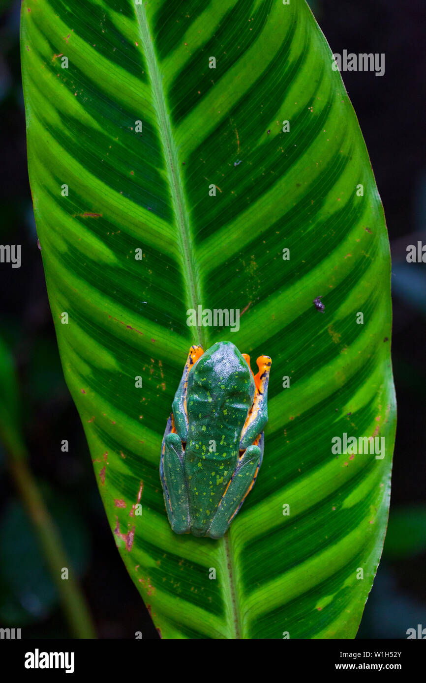 TIGER FROG - RANA TIGRE O RANA ESPLENDIDA (Agallychnis calcalifer ...