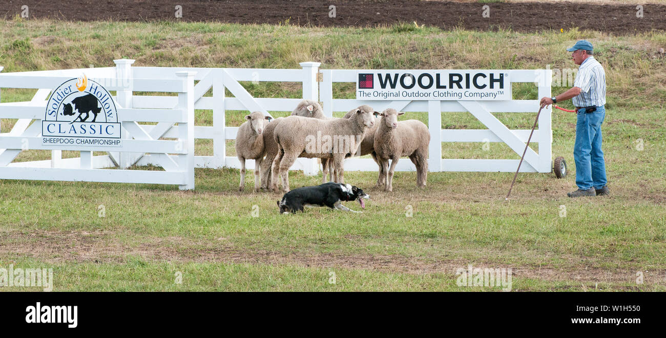 Five sheep into the pen at one of the world's premier sheep dog ...