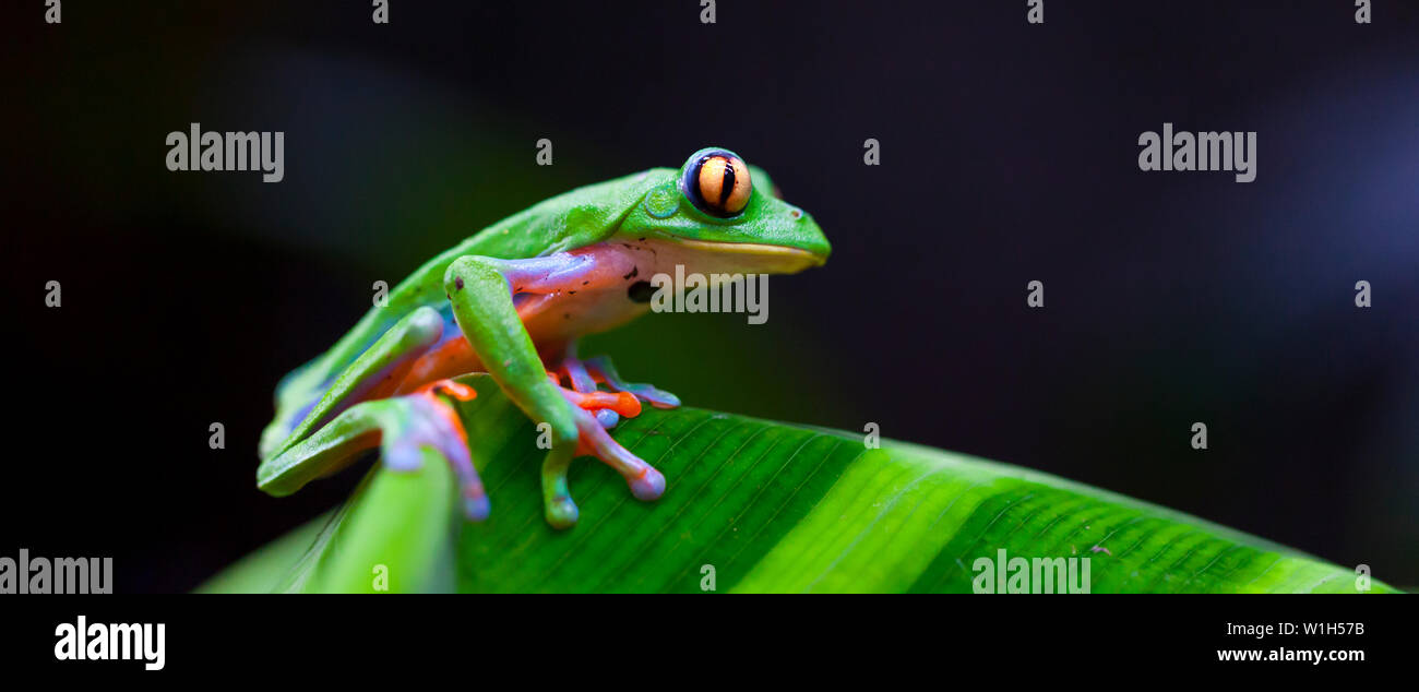 GOLDEN-EYED LEAF FROG - RANA DE HOJA DE OJOS DORADOS (Agalychnis annae ...