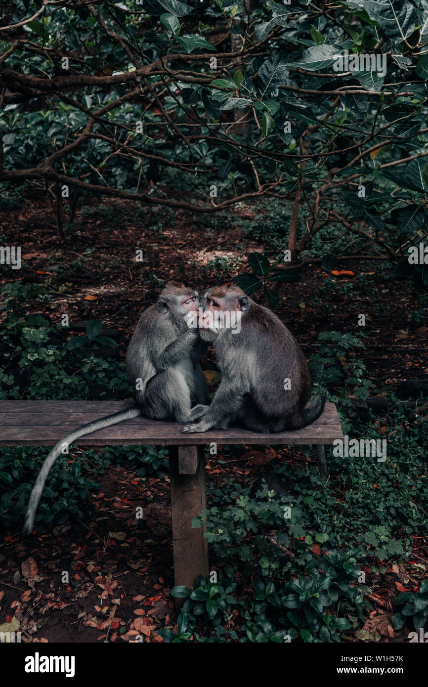 An adult Macaque monkey grooming another adult Macaque monkey sitting ...