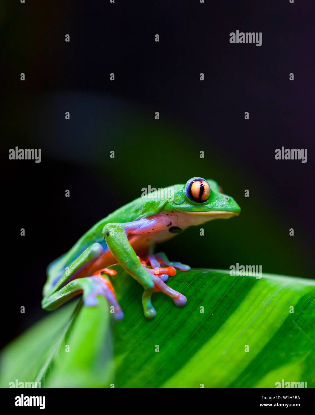 Hoja de rana hi-res stock photography and images - Alamy