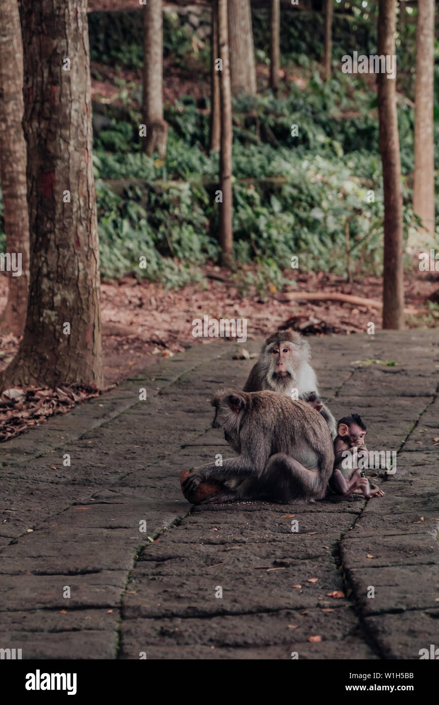Coconut in profile hi-res stock photography and images - Alamy