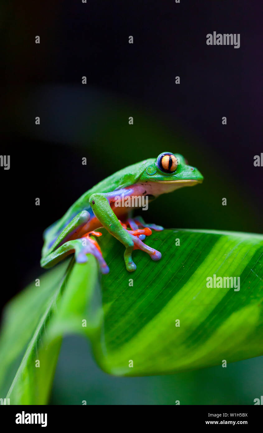 GOLDEN-EYED LEAF FROG - RANA DE HOJA DE OJOS DORADOS (Agalychnis annae ...