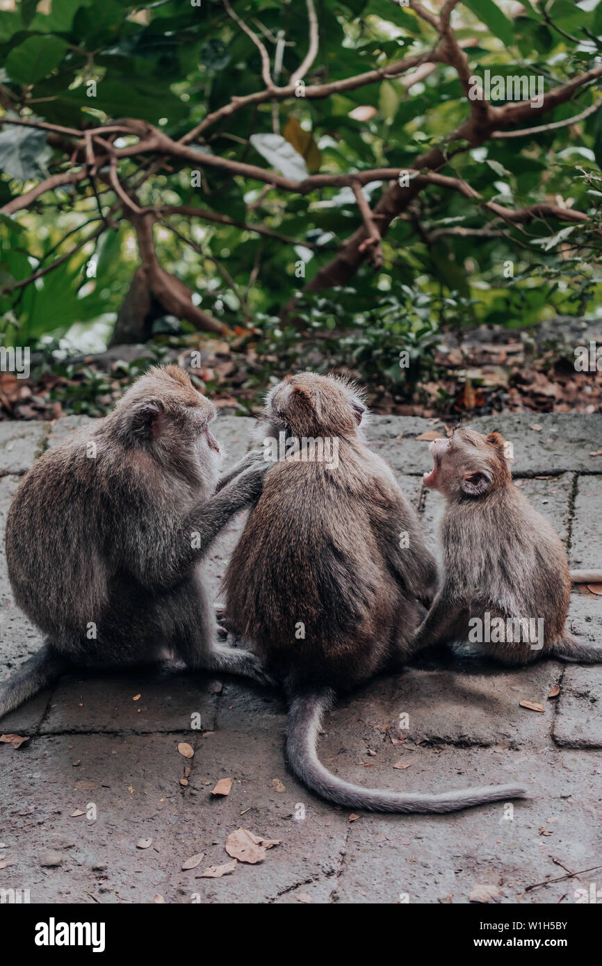The backs of three Macaque monkeys looking like their having a ...