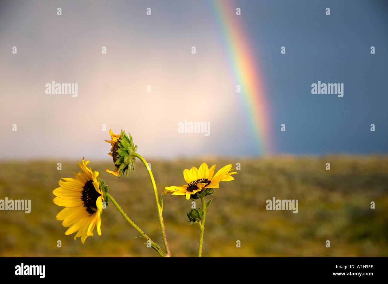 Wild sunflowers blow in the breeze as a rainbow splits the stormy ...