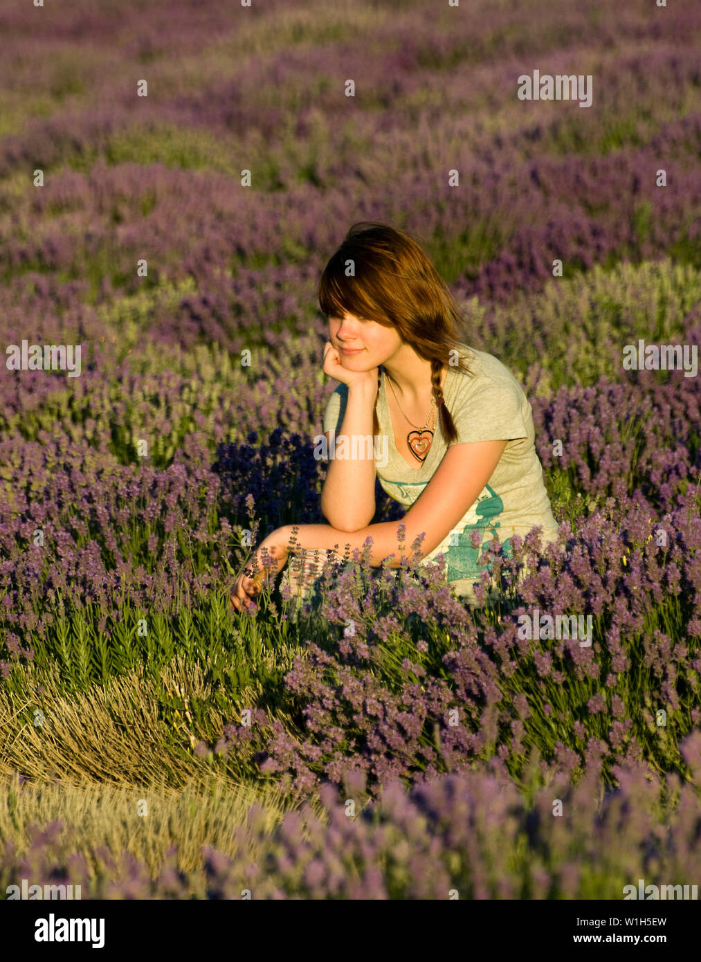 Lavender_color hi-res stock photography and images - Alamy