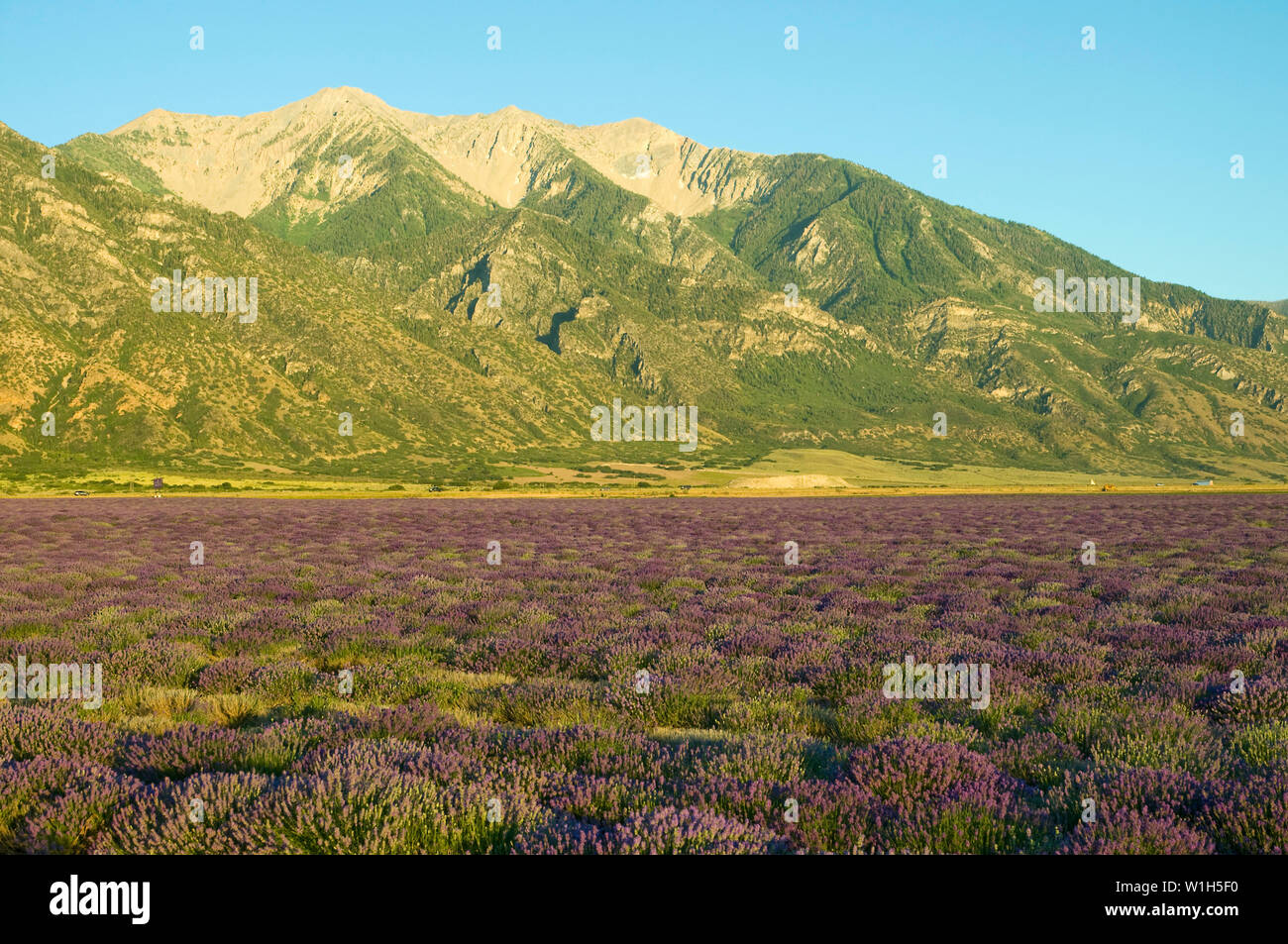 The puple lavender fields at Young Living Lavender Farms in Mona, Utah ...