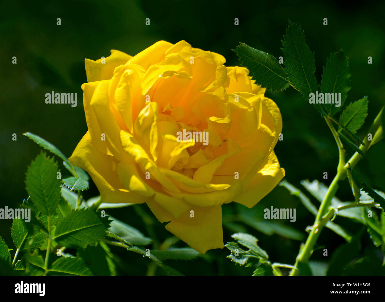 Rose kelly hi-res stock photography and images - Alamy