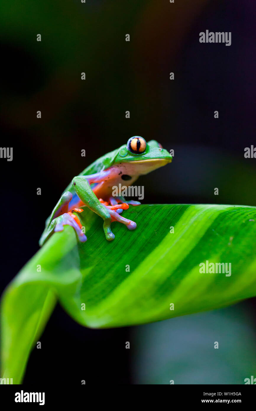 GOLDEN-EYED LEAF FROG - RANA DE HOJA DE OJOS DORADOS (Agalychnis annae ...