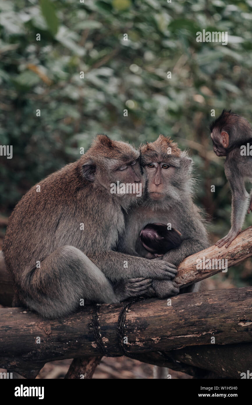 Monkey hugging hi-res stock photography and images - Alamy